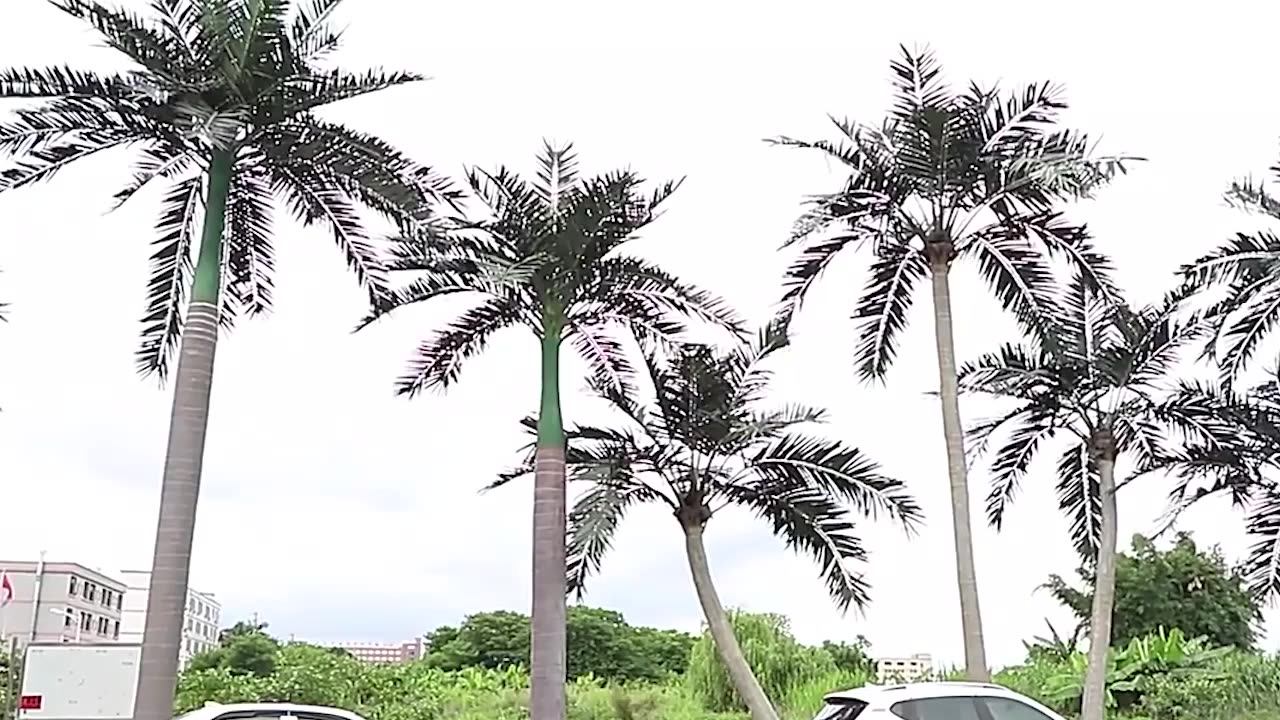 Promotion Large Outdoor Artificial Palm Trees For Decoration - Buy ...