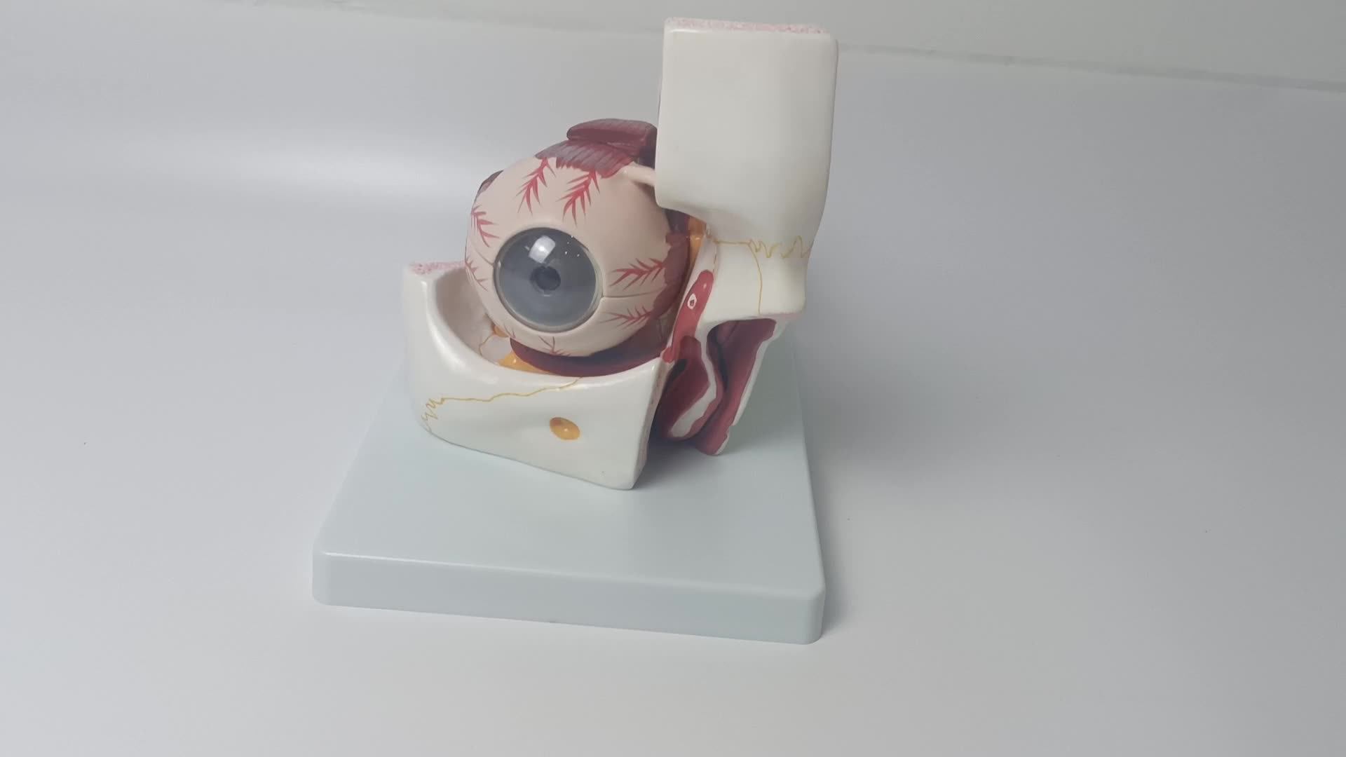 Medical Science Anatomy Human Educational Teaching Eye With Orbit Model ...
