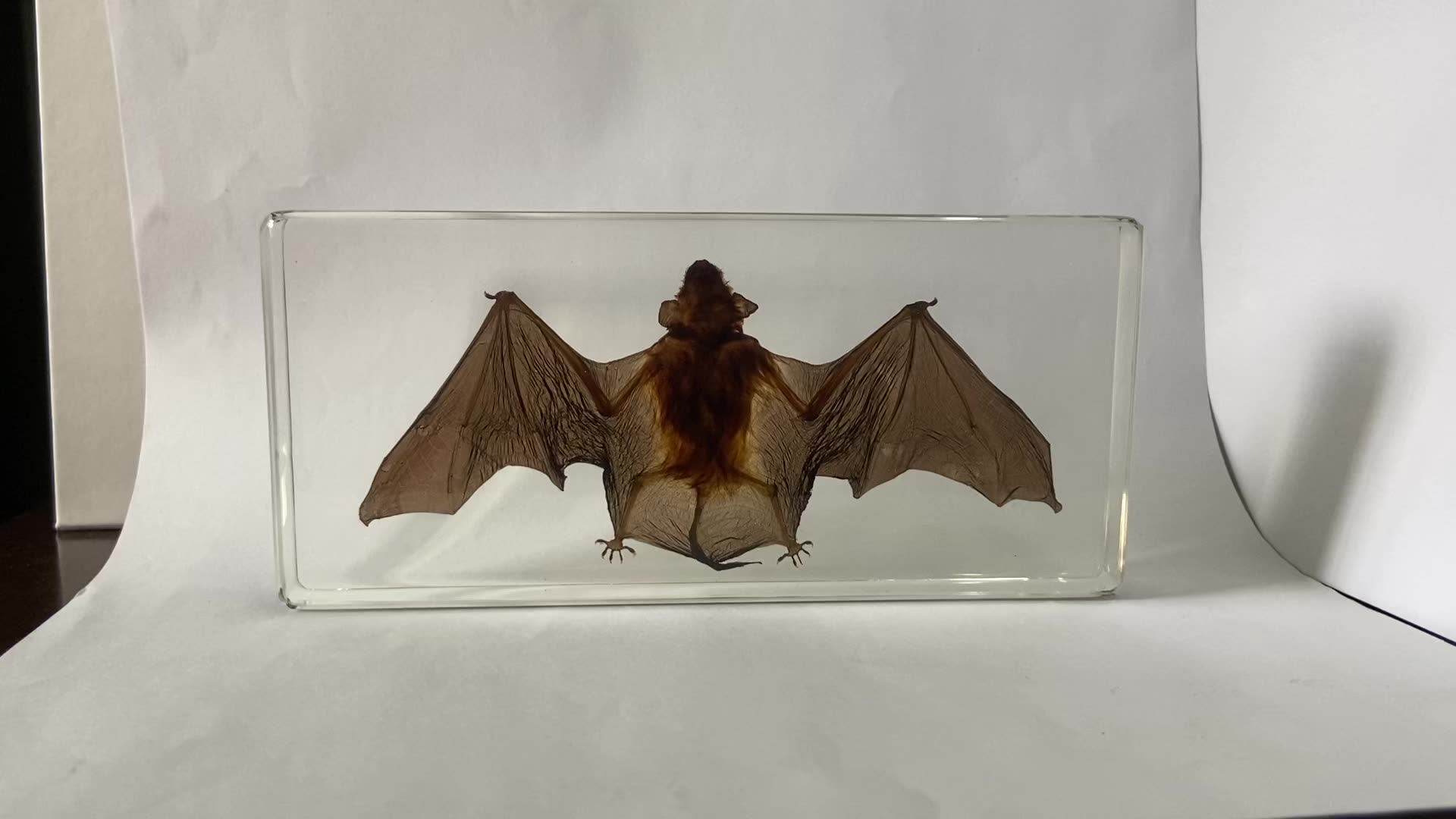 Preserve Animal Bat Specimen Transparent Glass Desktop Paperweight ...