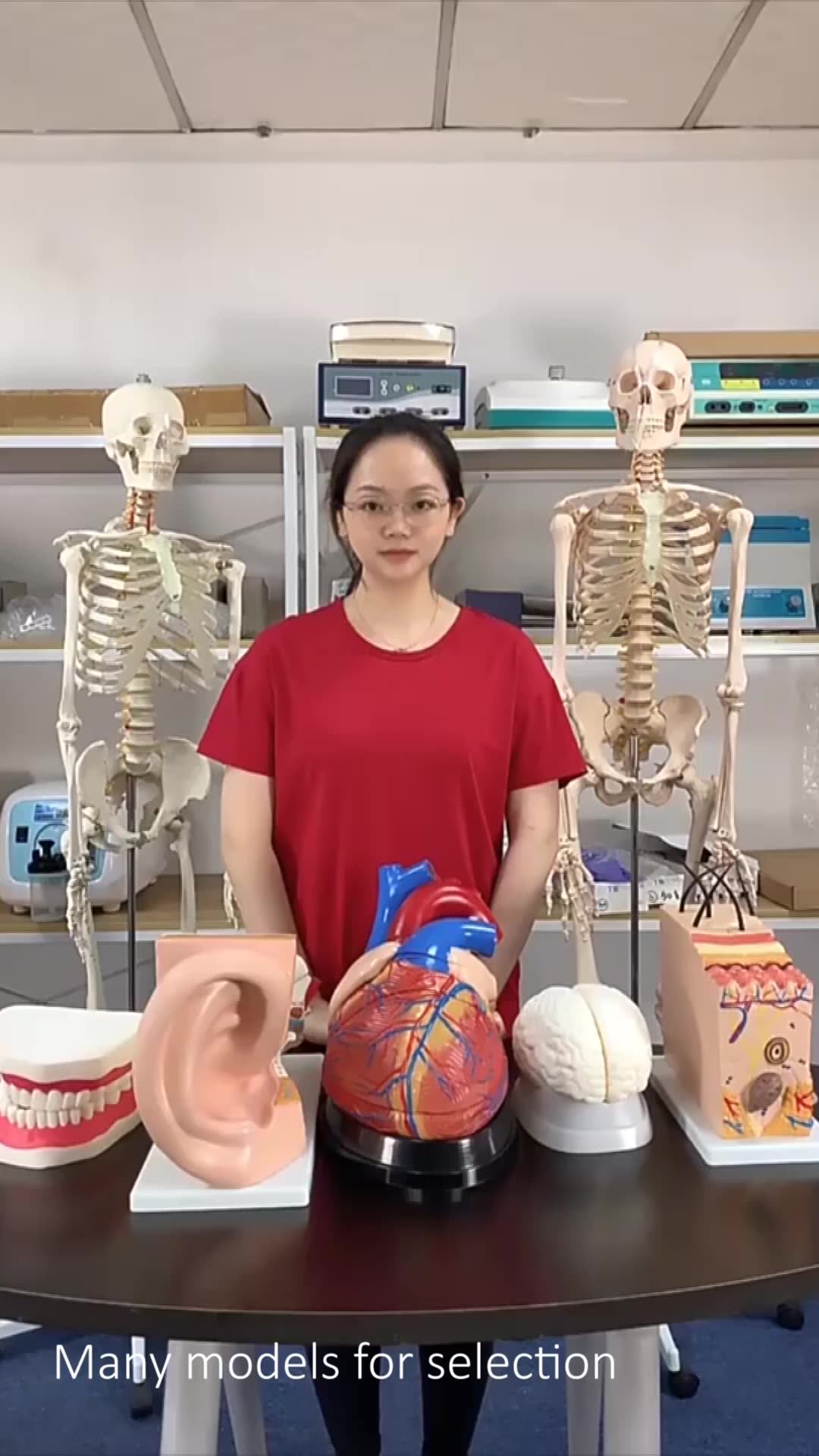 Mecan 85cm Male Upper Torso Mannequin Medical Use Human Body 19 Parts ...