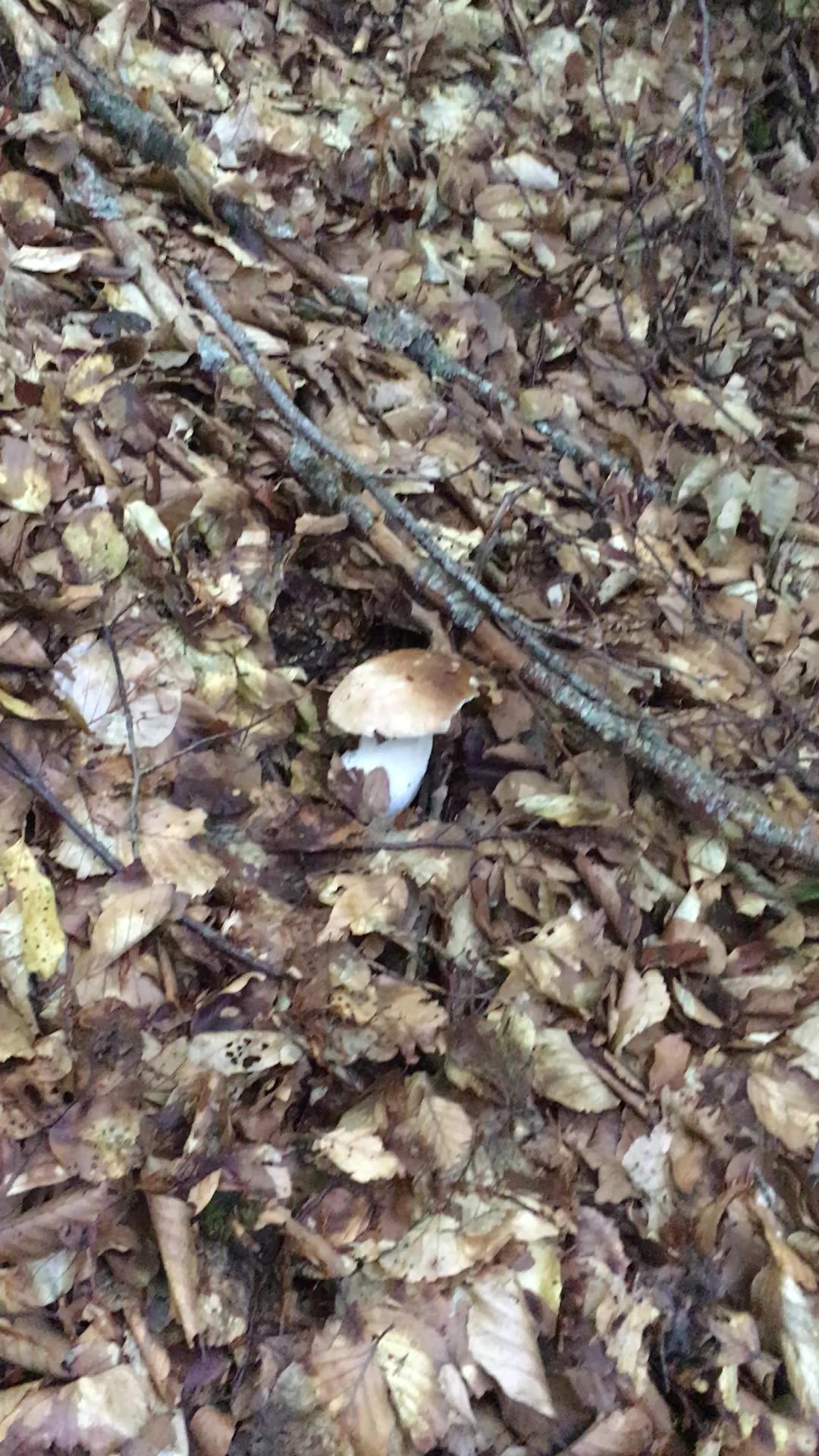 Premium Dried Porcini Mushrooms Gr.500 Pet Jar Made In Italy Horeca ...