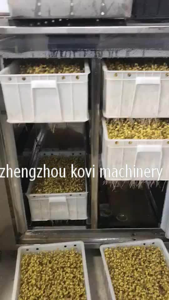 Hydroponic Soy Bean Sprouts Growing System Mung Bean For Sprouting Bean ...