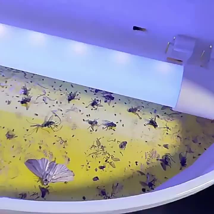 Oem Control Homemade Outdoor Indoor Hanging Tape Paper Insects Traps ...