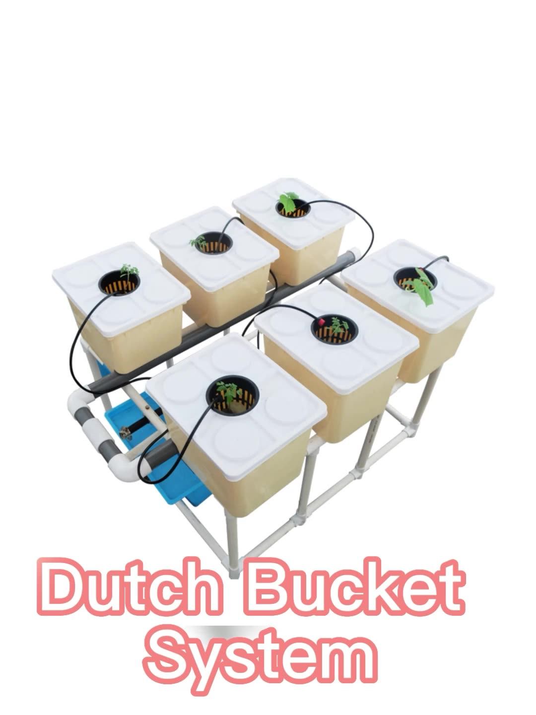 Complete Garden Hydroponic Tomato Dutch Bucket Grow System Dutch Bucket ...