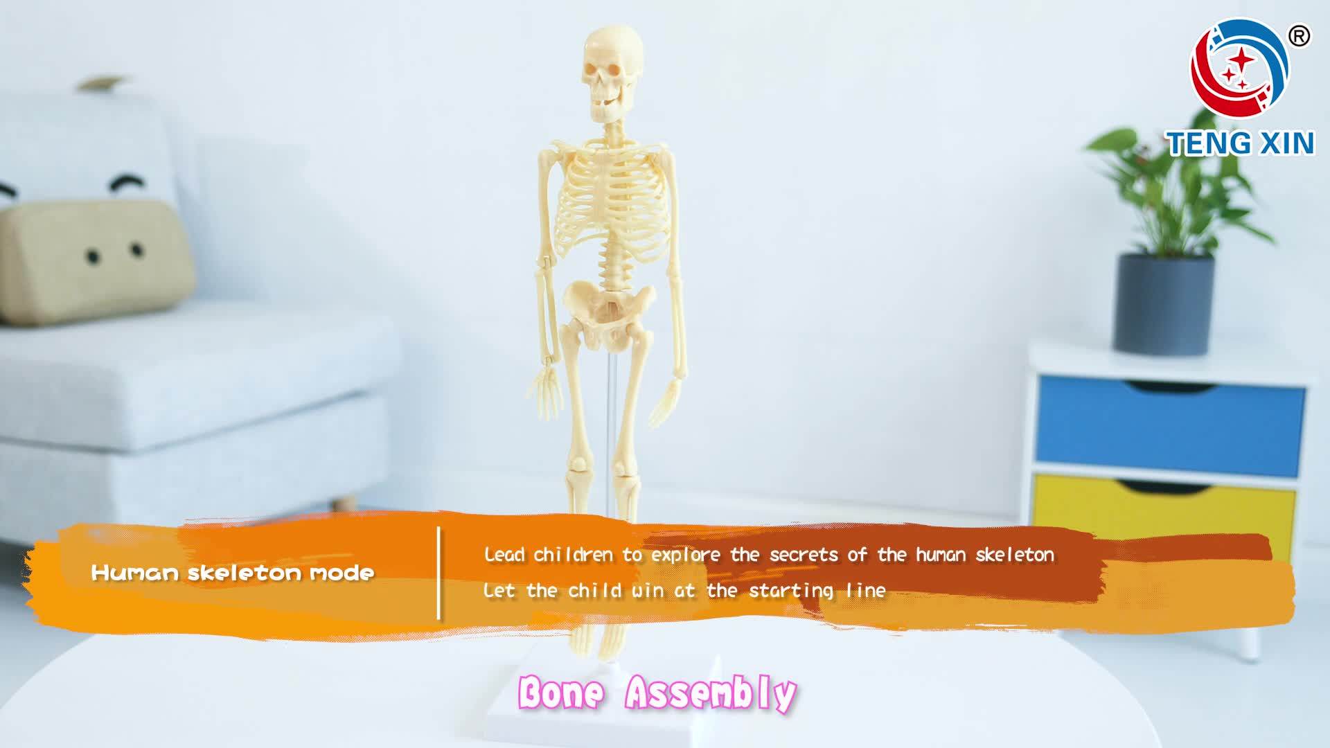 Human Body Model Science Kits Toy For Kids - Buy Science Toy,Science ...