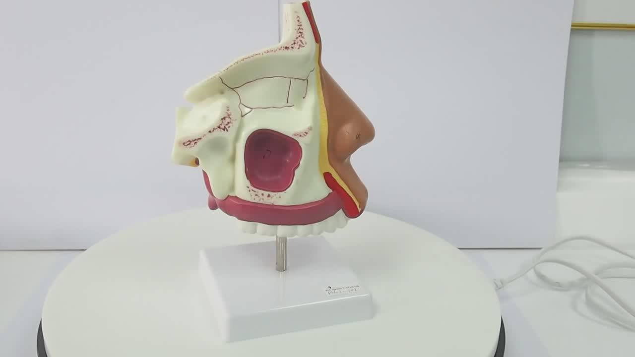 Colorful Pvc Expansion Dissection Human Nose Nasal Cavity Anatomy Model ...