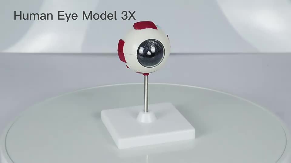Pvc Eyeballs Human Eye Anatomy Model Plastic Small 3x Eyeball Model ...