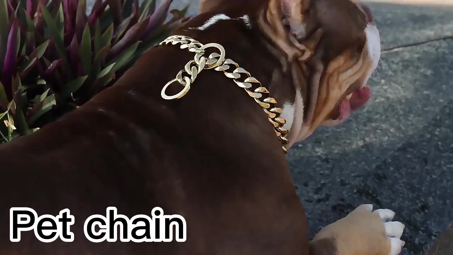 Luxury Gold Collares De Perros Pet Big Hip Hop Leads Chains Kit Dog ...