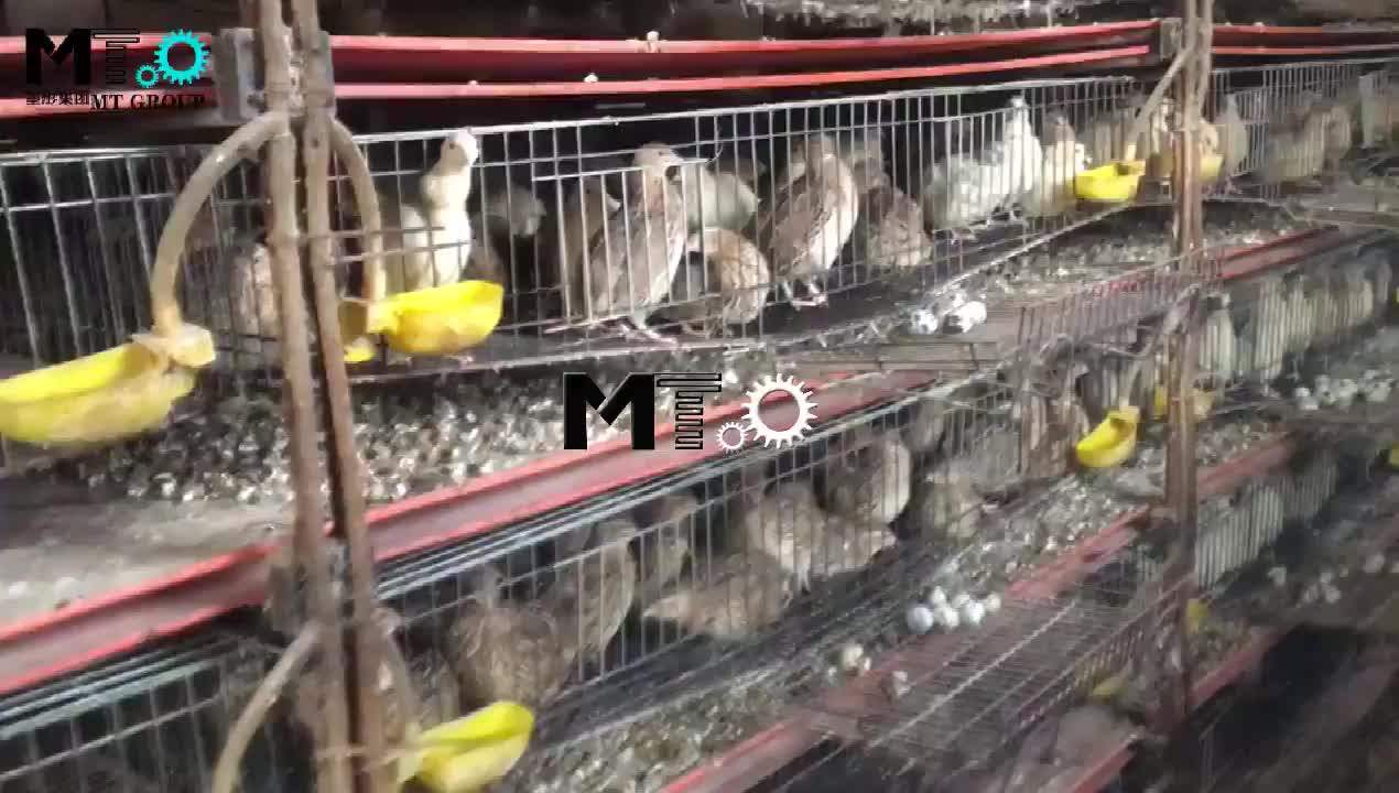 Design Poultry Houses And Quail Layers Equipment For Poultry Quail ...