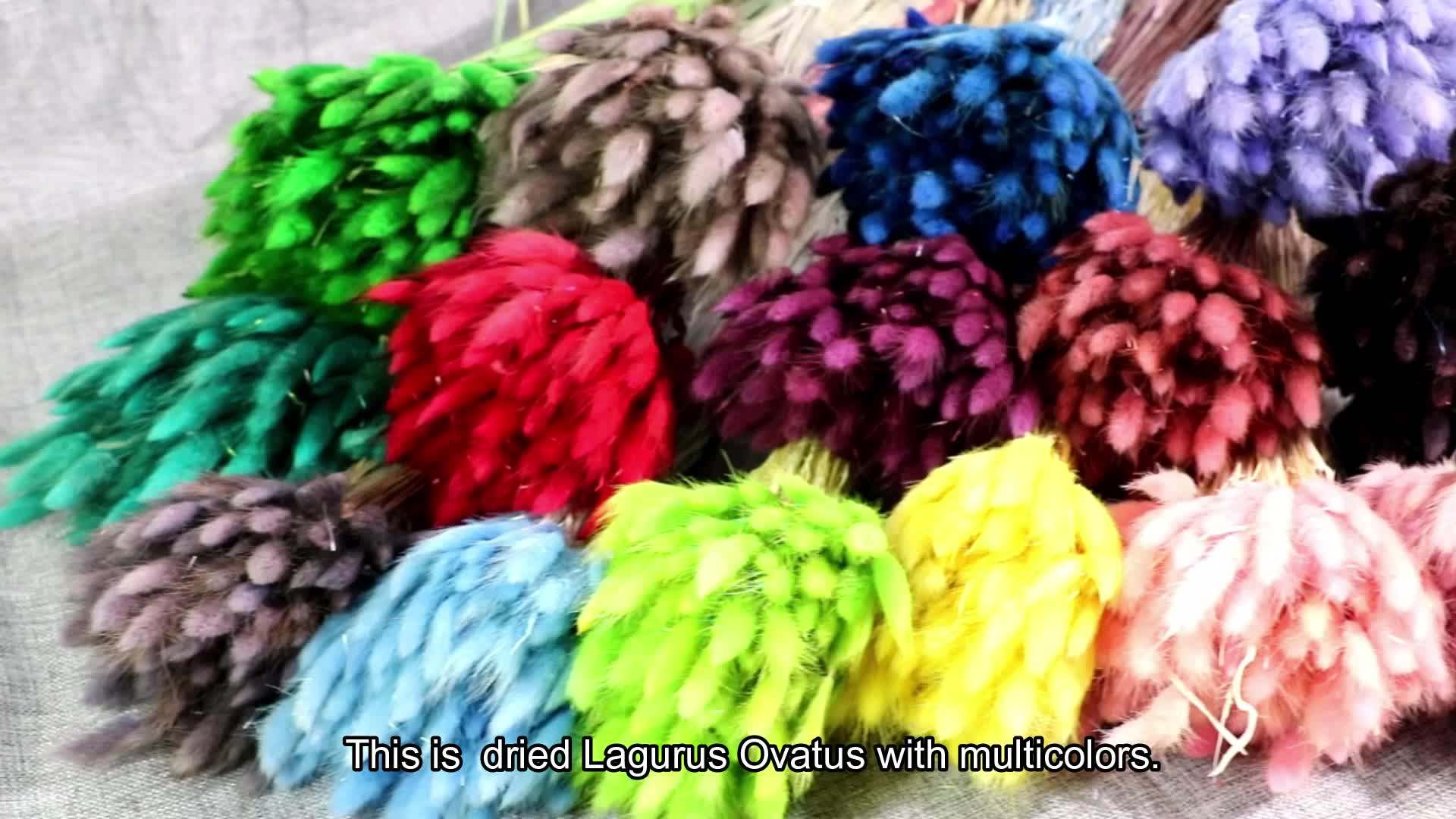 Wholesale Dry Flowers Bouquet Bunny Rabbit Tails Grass Dried Lagurus ...