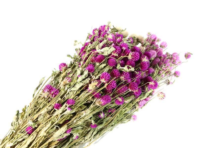 Long Stem Gomphrena Globosa Flower Dried Real Preserved Dried Natural ...