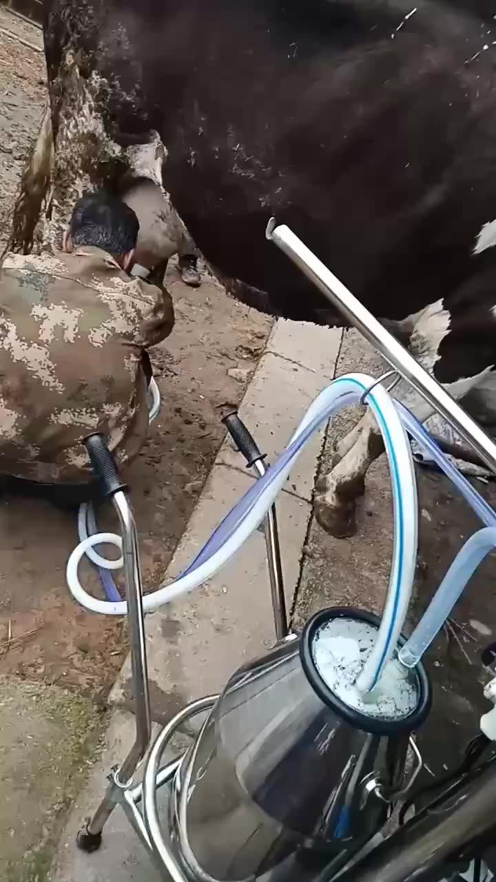 Milk Collection Machine From Cow Automatic Milking Machine Vacuum Pump ...