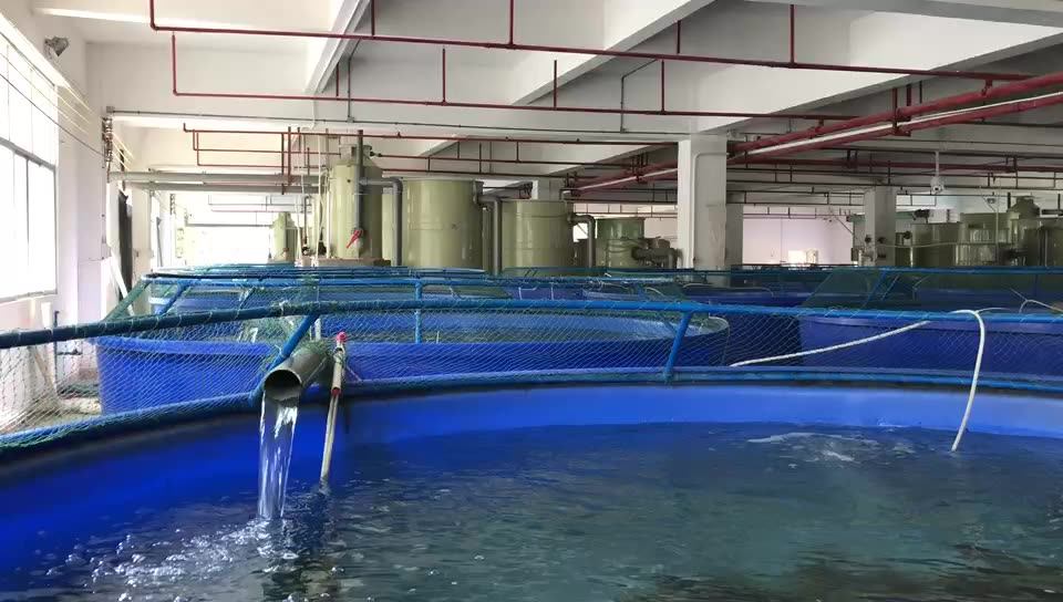 United States Large Scale Ras Recircualting Aquaculture System For Fish ...