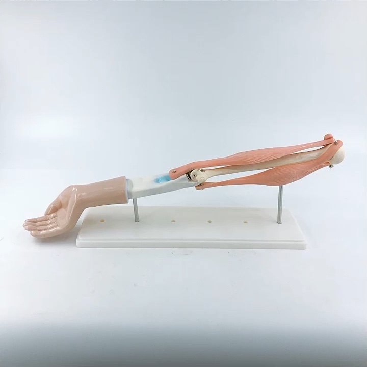 Advanced Plastic Human Elbow Joint Model Anatomy Model - Buy Human Hand ...