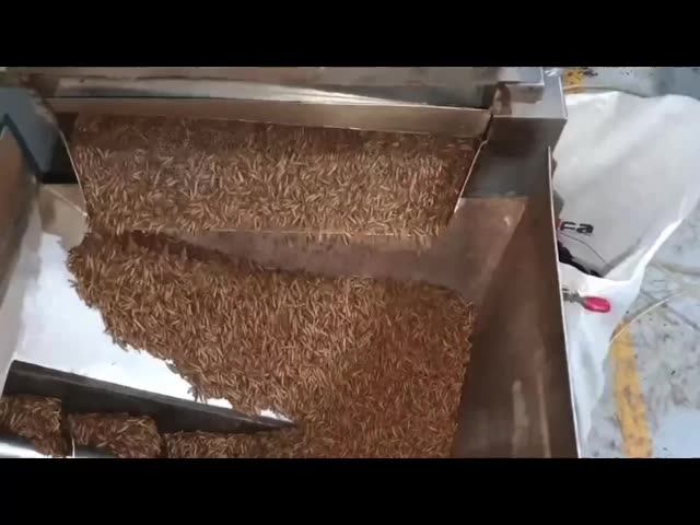 Premium Dried Black Soldier Fly Larvae: Wholesome And Sustainable ...