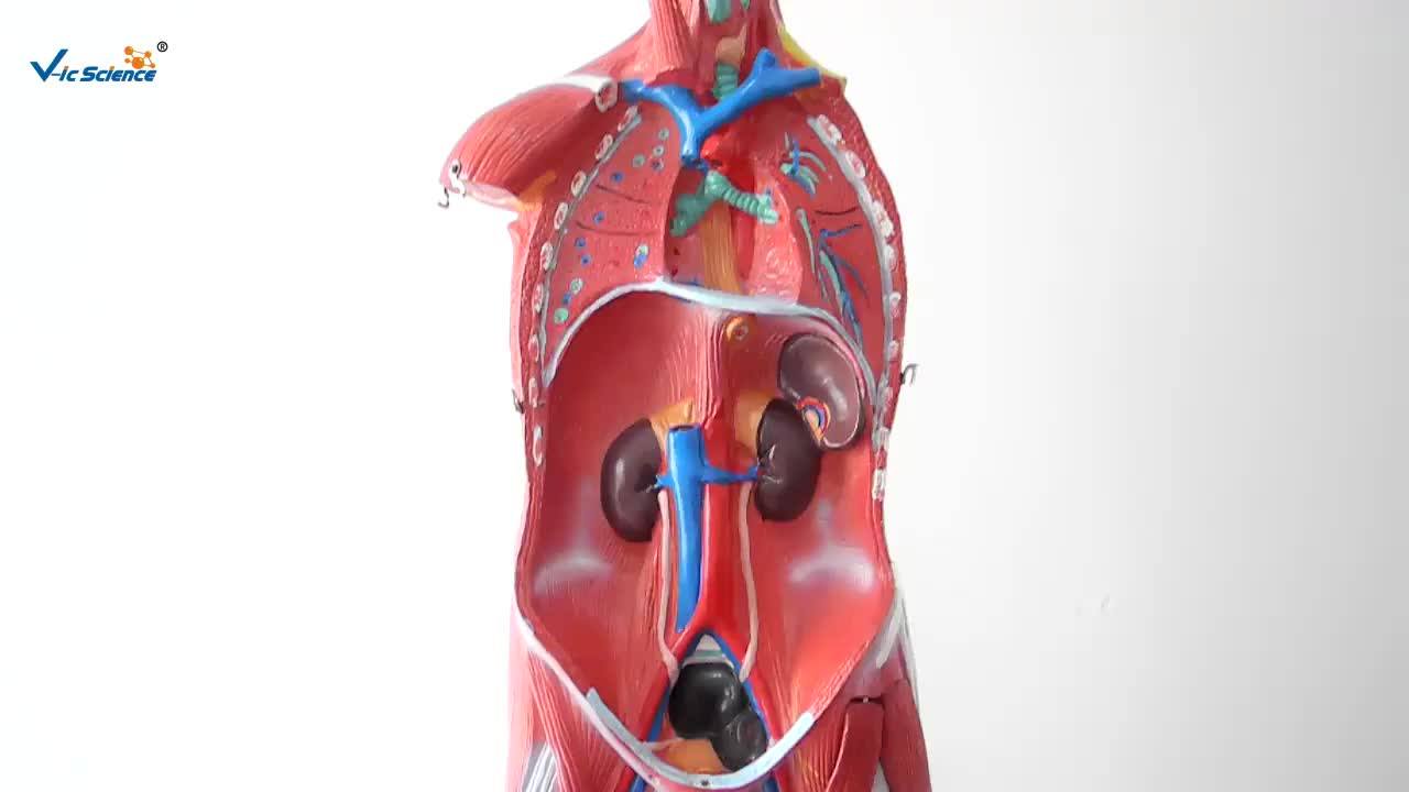 Human Body Muscles With Internal Organ Model Muscle Anatomy Model ...