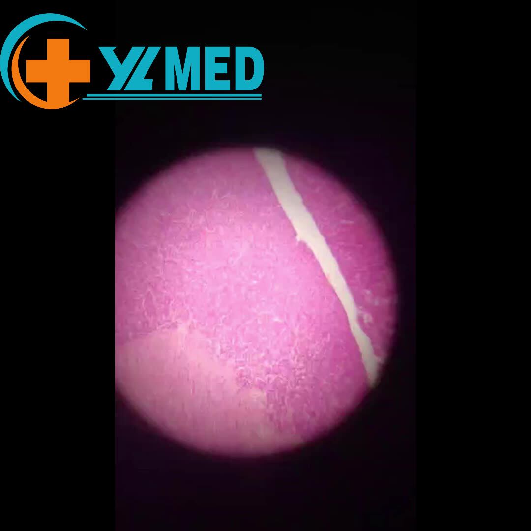 Biological Slide Pure Manual Manufacturing Laboratory Training Human ...