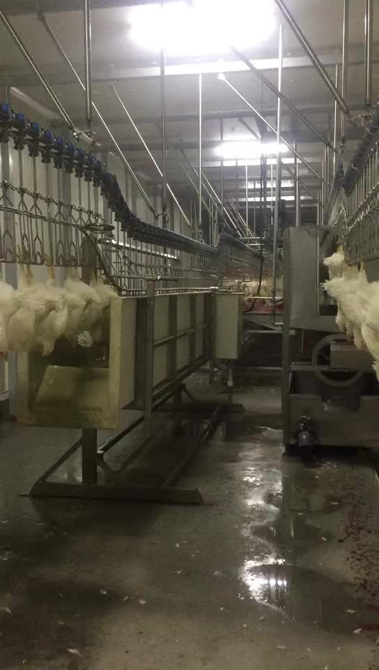 Hot Sale Halal Chicken Stunner Machine Before Killing The Chicken - Buy ...