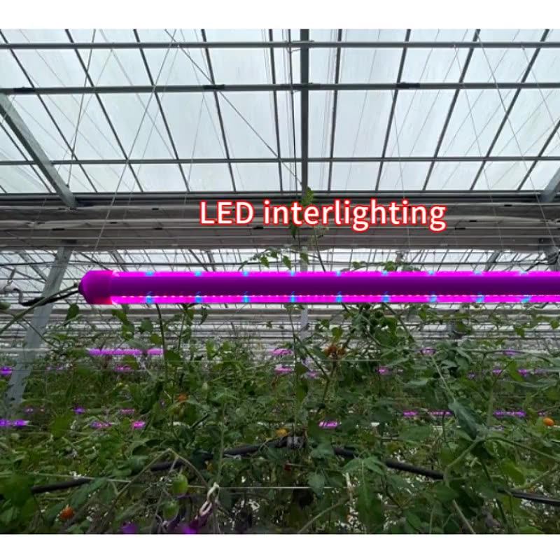 Greenhouse Intercanopy Ip67 Waterproof Interlighting 175v-265v Red Blue ...
