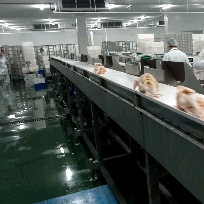 Weighing & Grading System For Poultry Chicken Processing Line Abattoirs ...