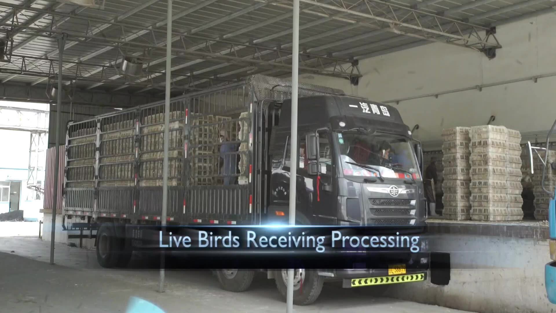 Qingdao Raniche Chicken Abattoir Mobile Chicken Butcher Poultry ...