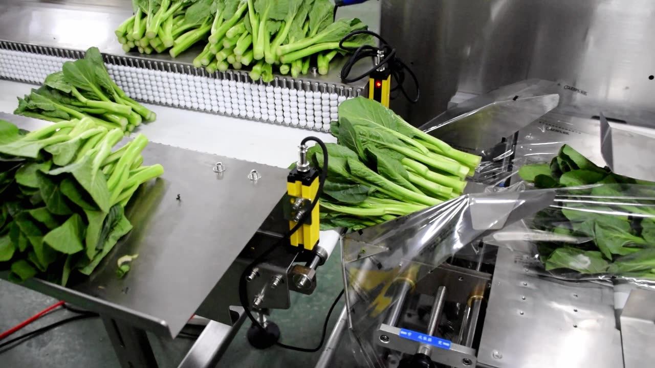 Fresh Vegetables Lachca Sativa Cos Lettuce Romaine Lettuce Packing ...