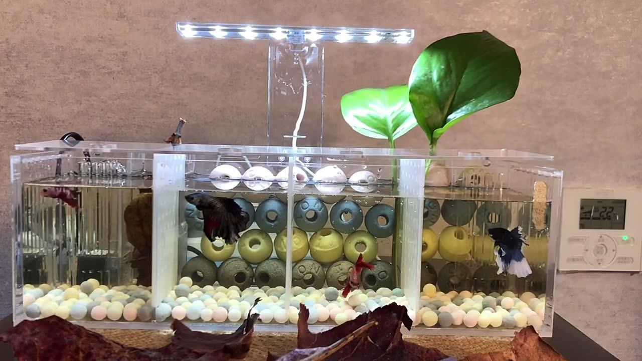 220v Betta Vis Tank Fok Incubator Isolatie Box Water-gratis Desktop ...