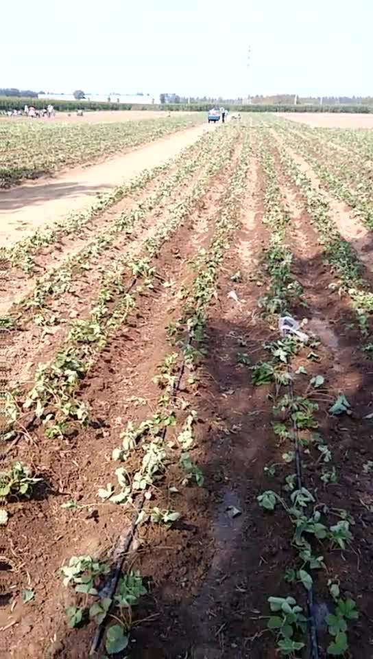 Drip Tape Irrigation System Kit From Plentirain Designed 5 Acres Other ...