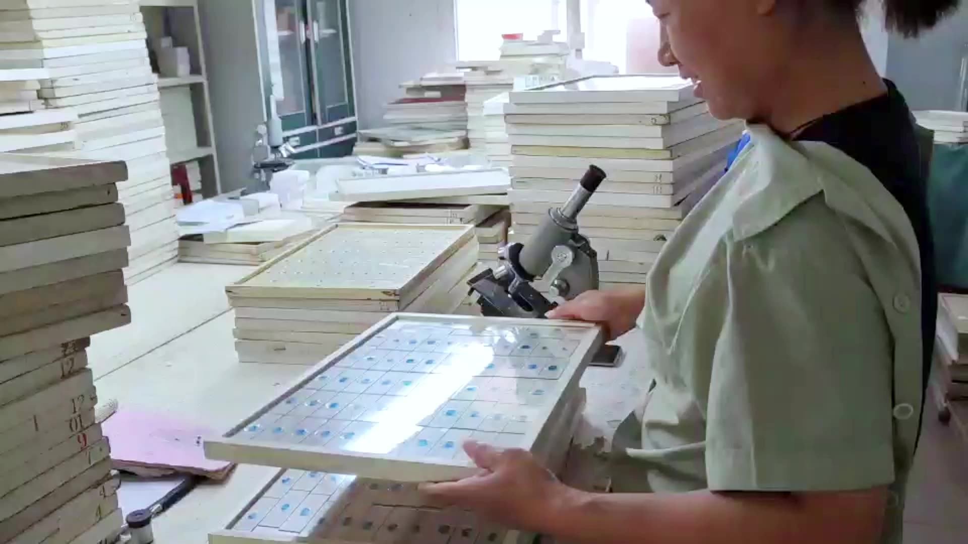 Nervous System Prepared Slides Specimens Histology Microscope Prepared ...