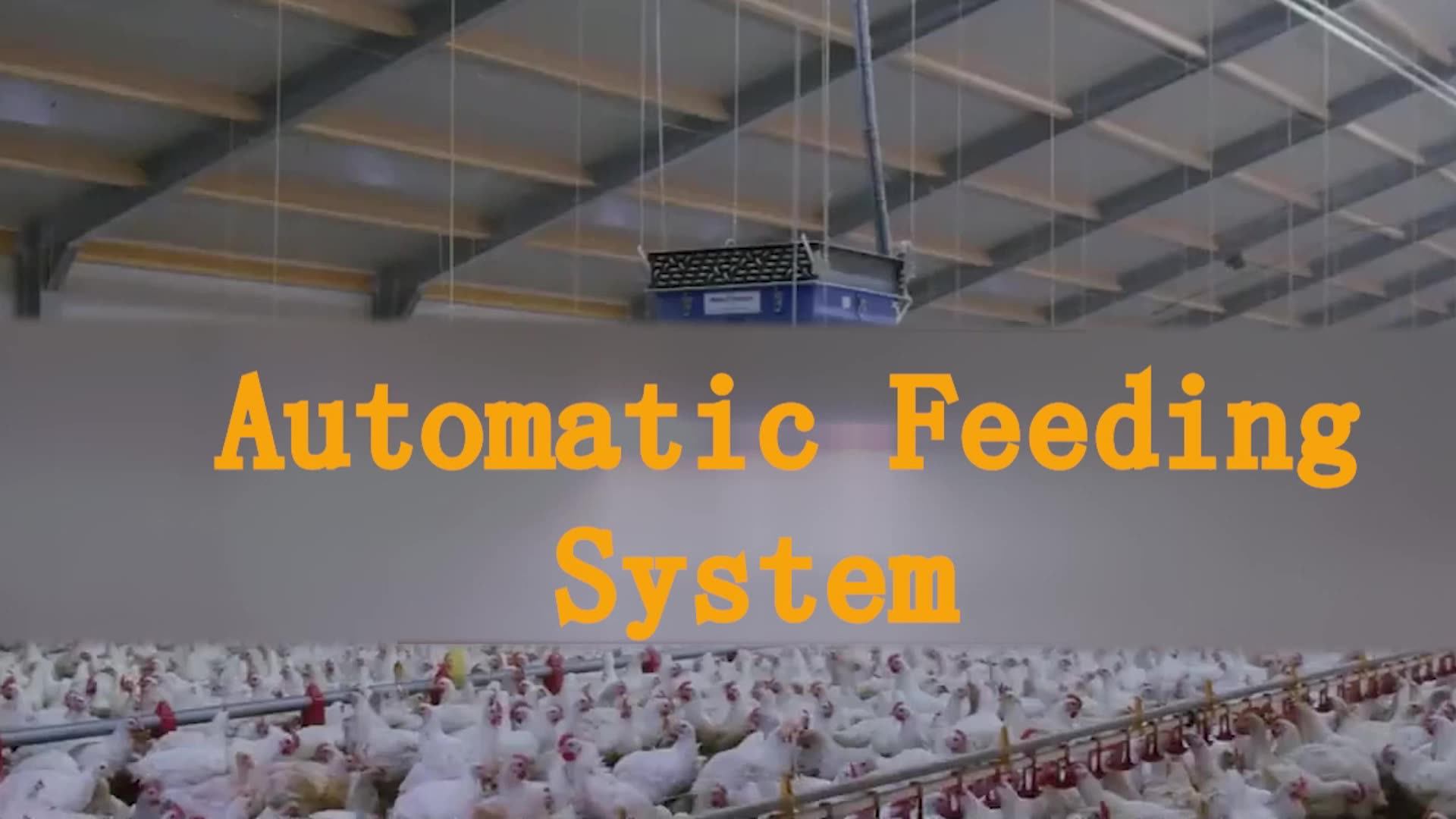 Fully Automatic Poultry Farm Chicken Feeder And Drinking System Chicken ...