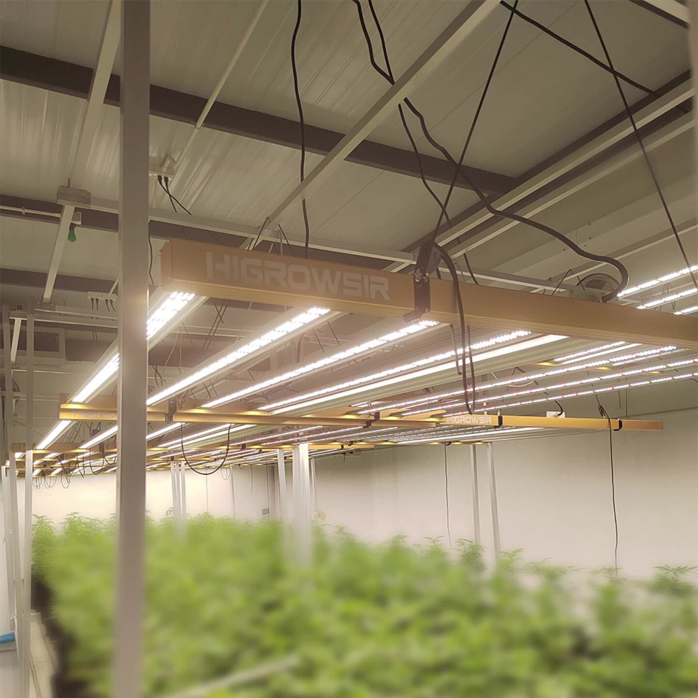 Samsung Lm301h/301b Full Spectrum 1500w Led Bar Grow Light For Indoor ...