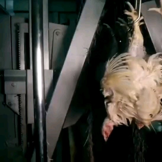 1000bph 3000bph 6000bph Automatic Complete Poultry Chicken Processing ...