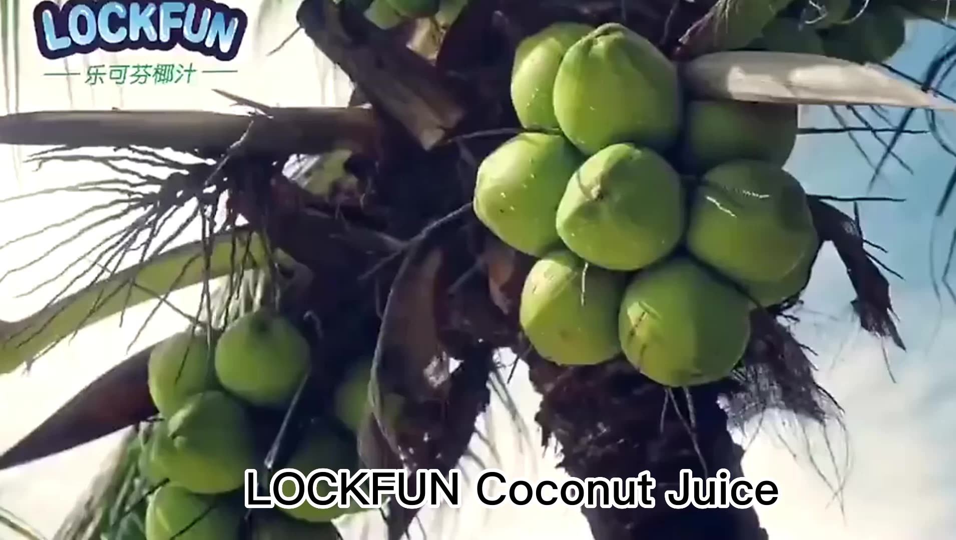 Lockfun Coconut Milk Drink Coconut Juice Drink Containing Coconut Water ...