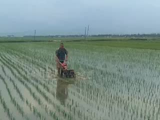 Walking Type 2 Rows Paddy Weeder For Wet Field/paddy Field Weeding ...