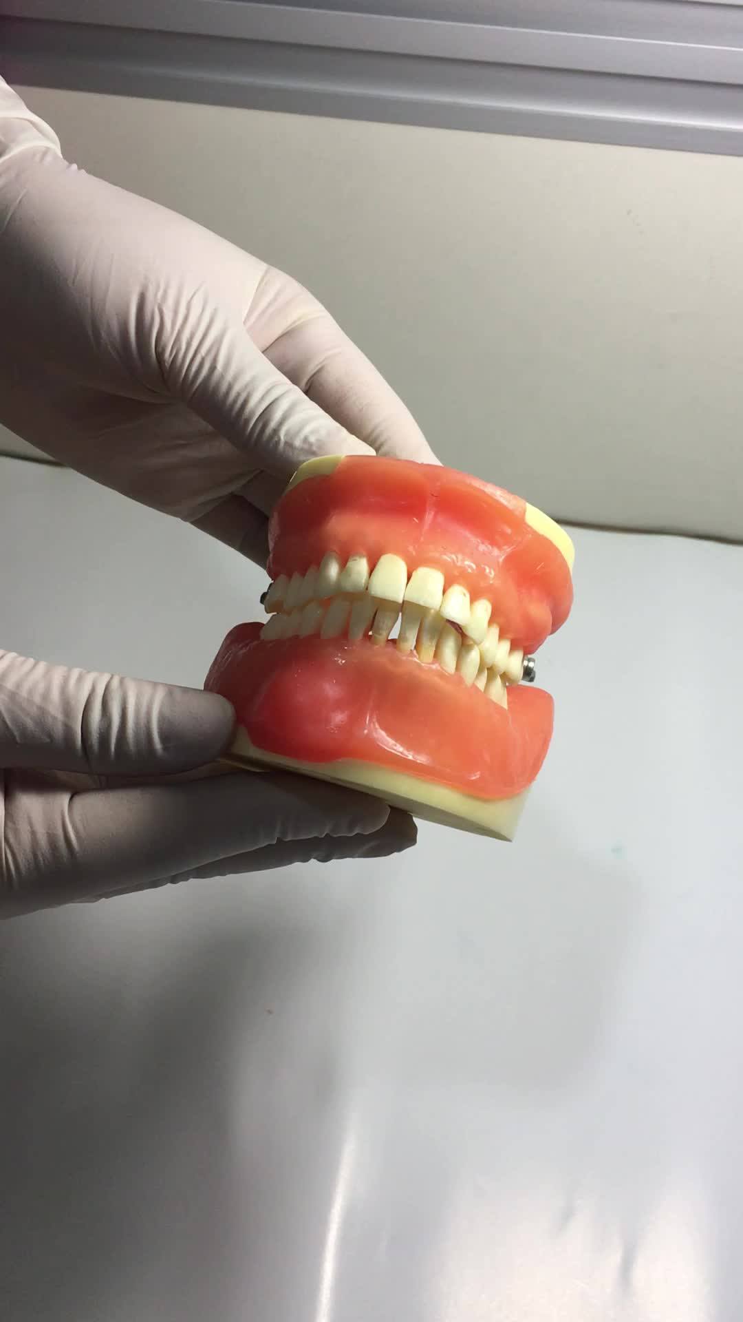 Comprehensive Exercise Demtal Model For Oval Surgery Can Training ...