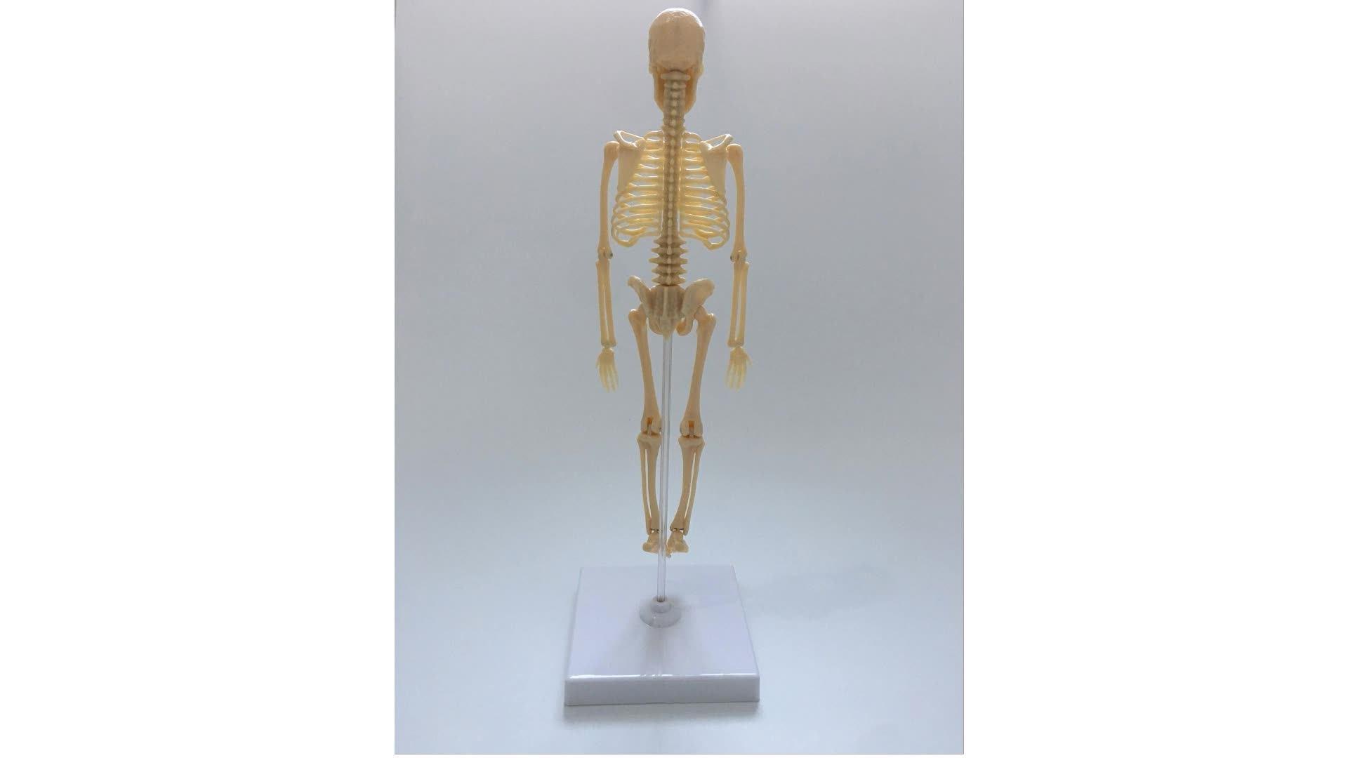 Human Body Model Science Kits Toy For Kids - Buy Science Toy,Science ...