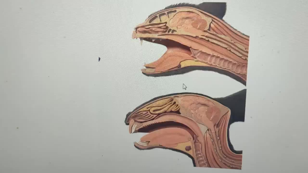 Aeolus Animal Supraglottic Airway Device for Cats and Rabbits| Alibaba.com