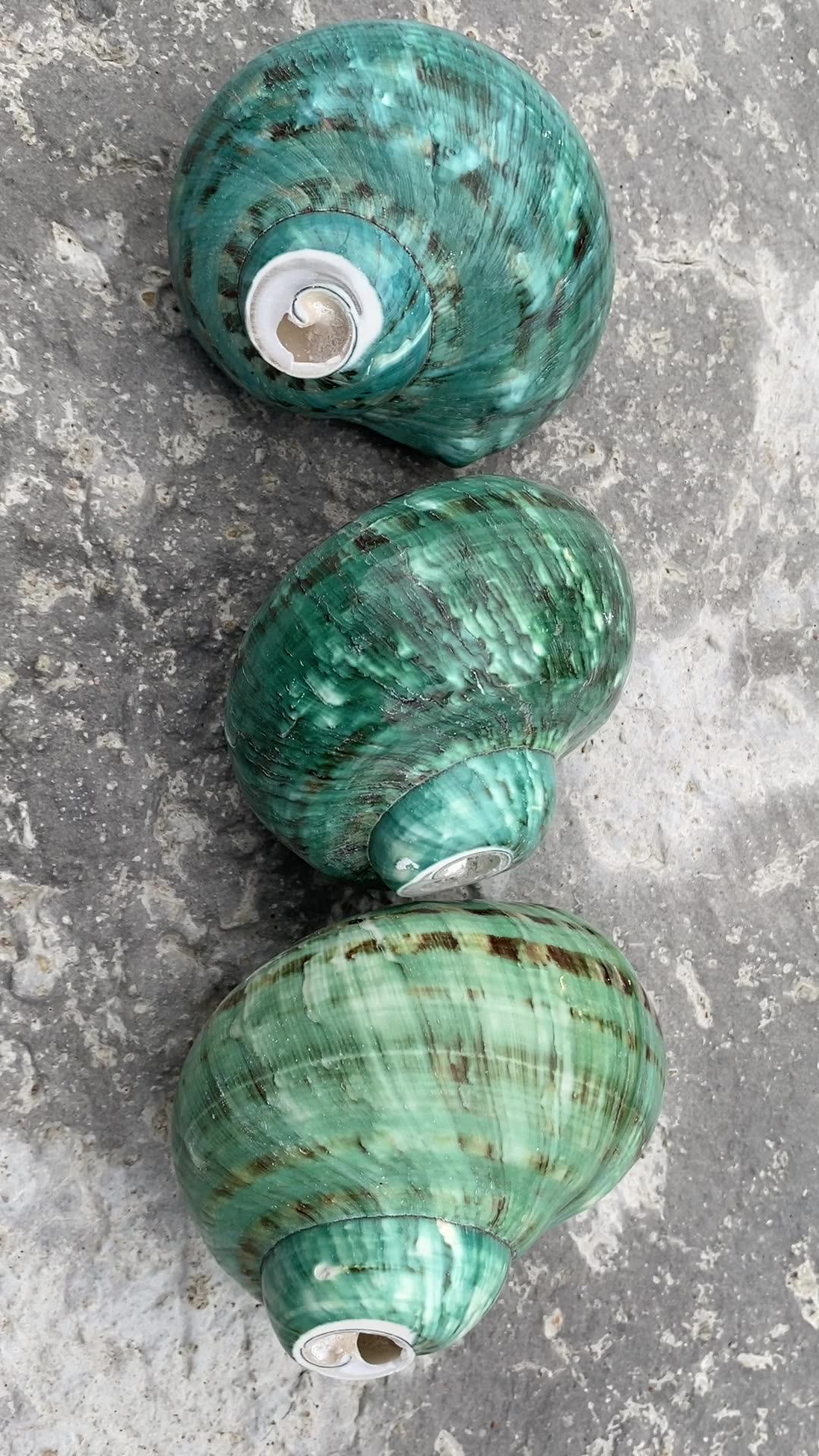 Big Size Hermit Crab Sea Shell - Opening Hole Green Mother Of Pearl ...