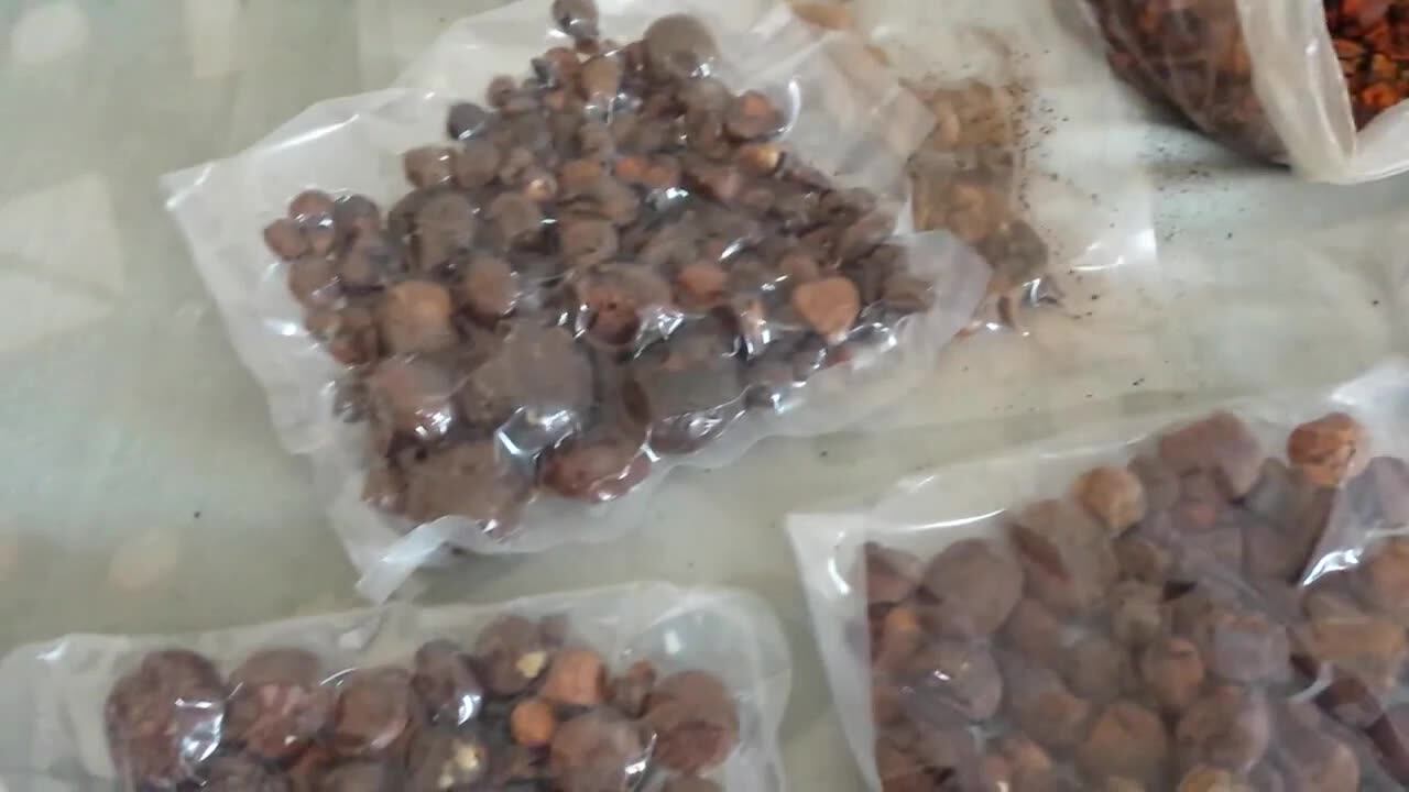 Best Cattle Ox Gallstones,Dried Quality/100% Whole And Broken Ox Bezoar ...