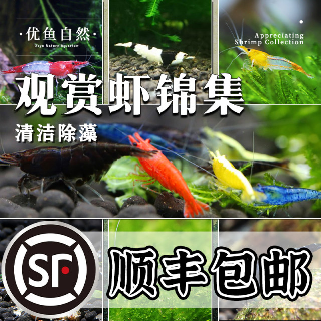 Ornamental shrimp fresh water live algae removal shrimp tool shrimp ...