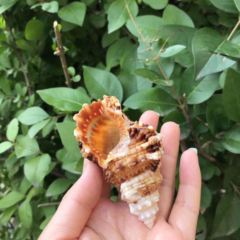 [USD 4.78] Natural Shell Conch Nail Snail Conch Golden Spiral Frog ...