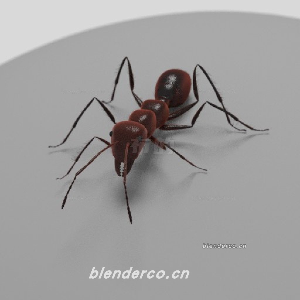 Blender蚂蚁模型 群友分享 作者不清楚,知道的留言。 Blender布的