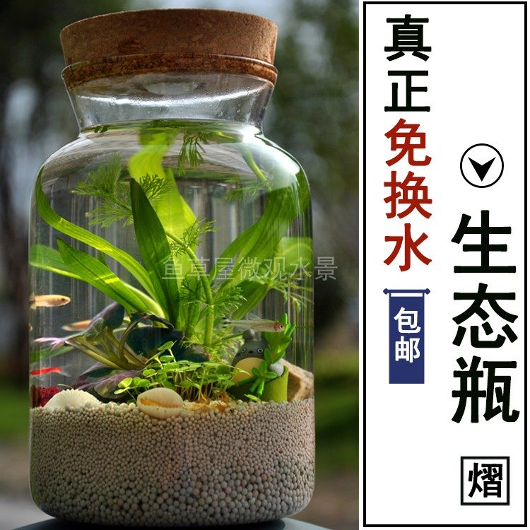 Ornamental ecological bottle fish micro-landscape free water ecological ...
