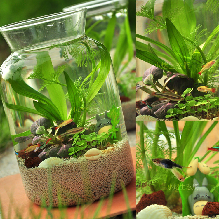 Ornamental ecological bottle fish micro-landscape free water ecological ...