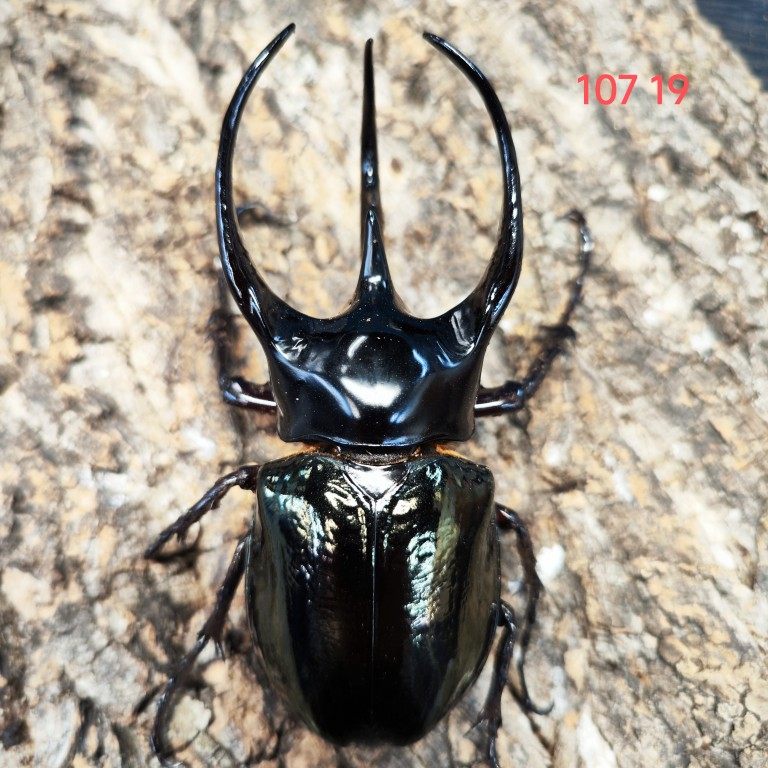 [USD 22.79] Nomad nangyang big tripod CCK unicorn beetle crawling live ...