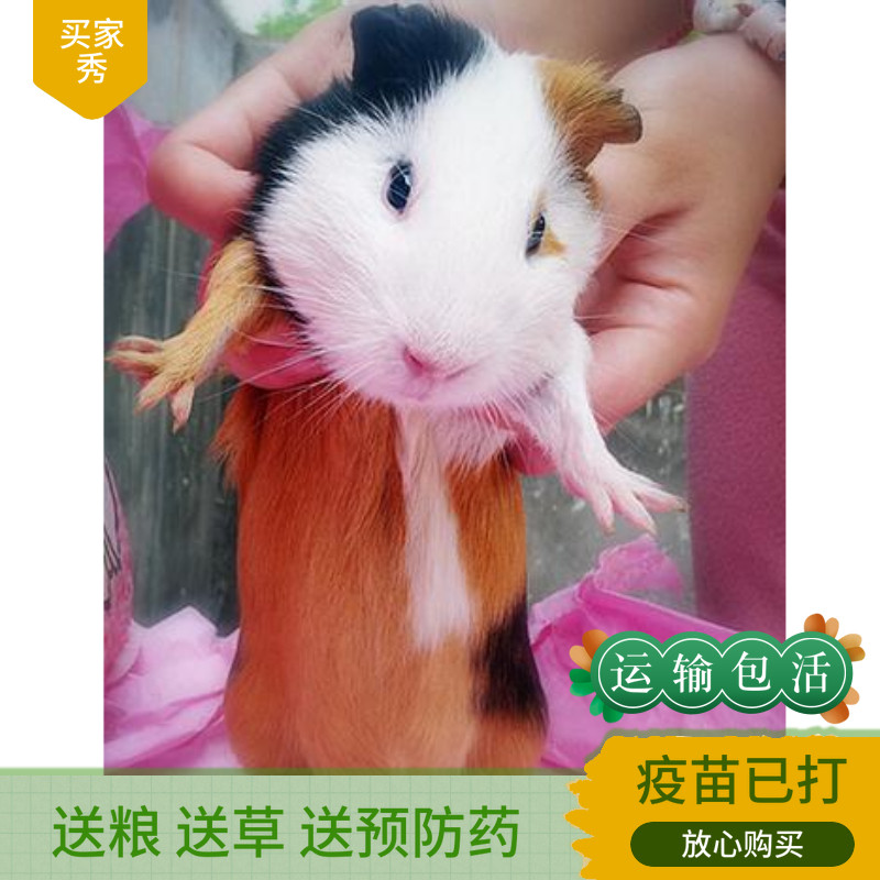 Home breeding pet, Dutch pig, food, live baby