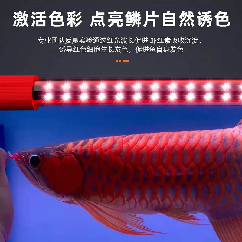 [USD 29.86] Dragon Dragon Fish Lamp Red Dragon Fish special water tank ...