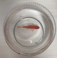 捷顺汽配888