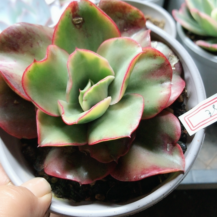 非偏远28包邮7p39迷你古琴锦-Taobao