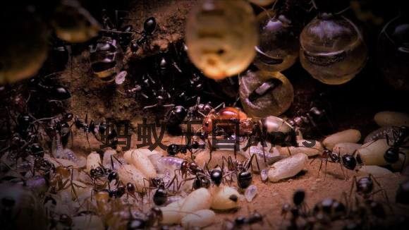 [Ant Kingdom] clown honeypot ant Myrmecocystus mimicus pet ant living ...